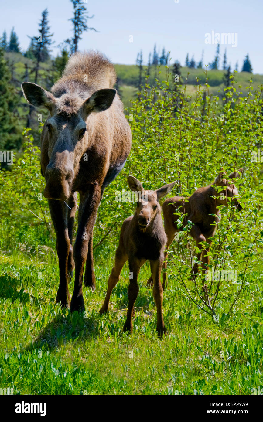 Cow Moose With Her Twin Moose Calves In Spring, Kenai Peninsula, Alaska ...