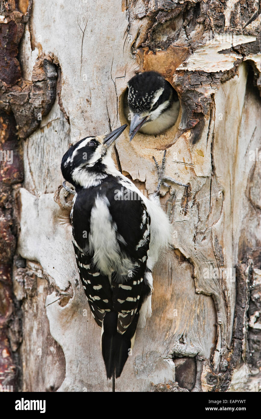Juvenile Hairy Woodpecker Is Fed By The Adult Through The Entrance Hole ...