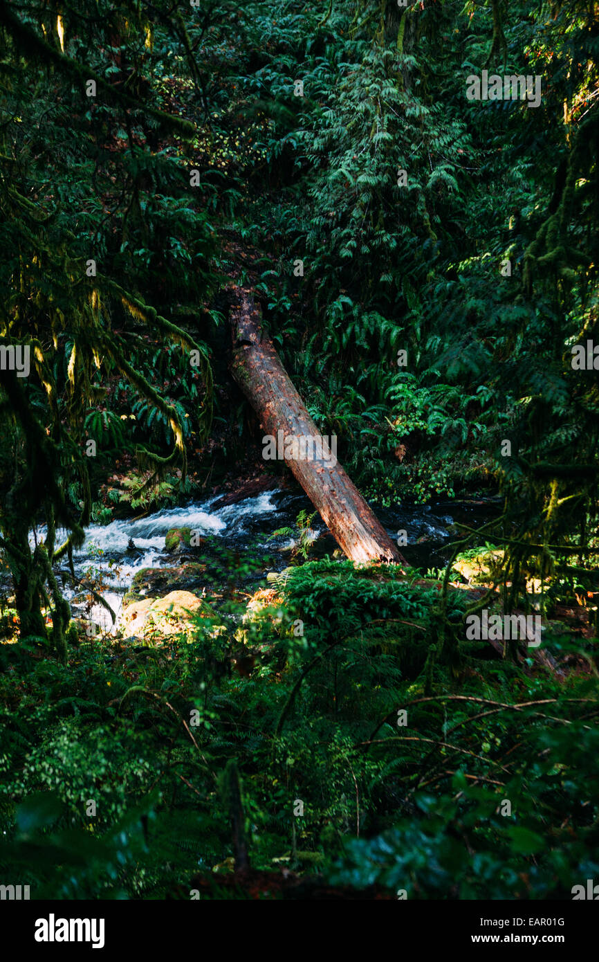 Trees in Goldstream park Stock Photo - Alamy