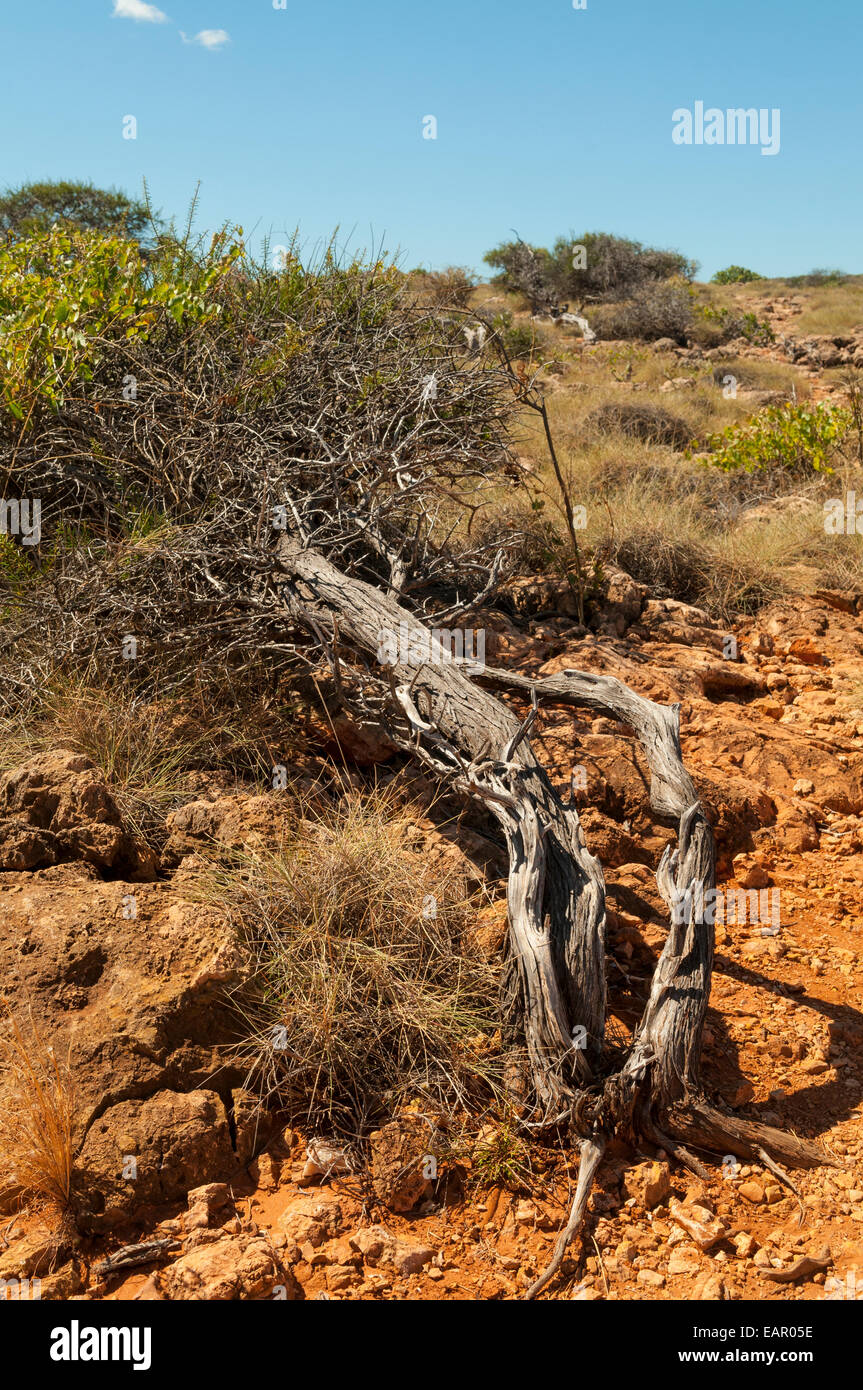 Wind Twisted Tree in Yardie Creek Gorge, Cape Range NP, WA, Australia ...