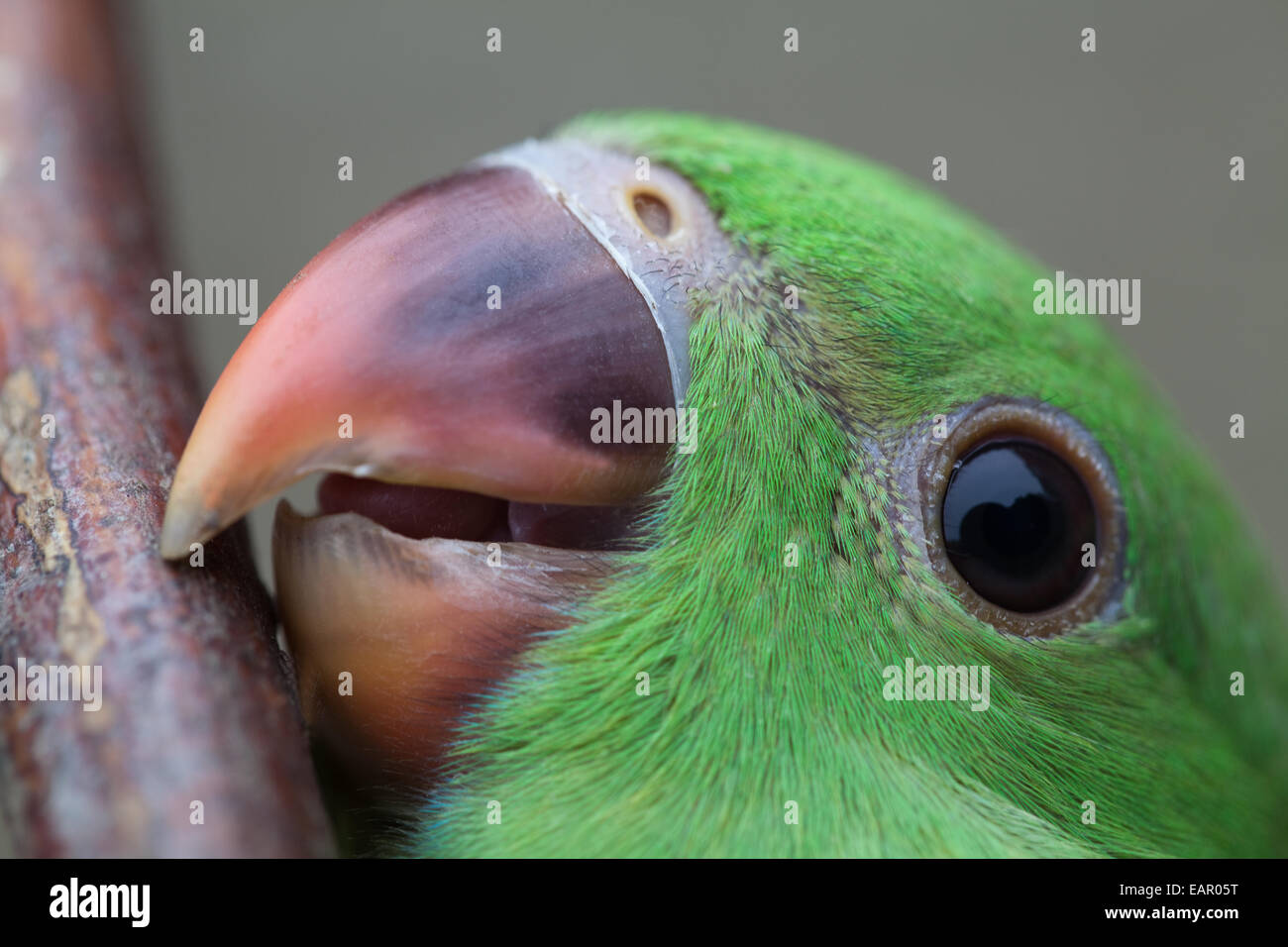 Parrot Beak Shape