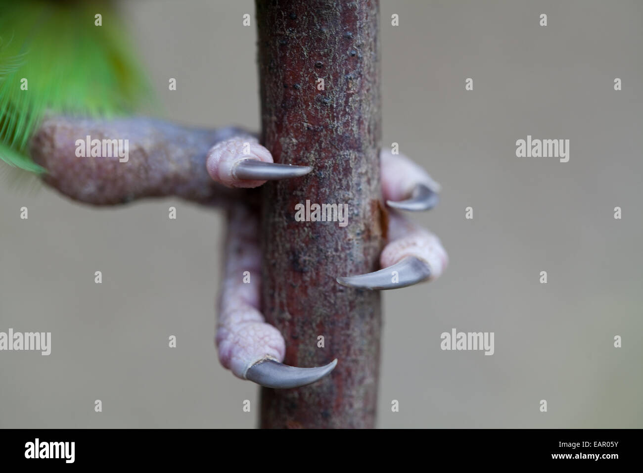 Parakeet Claw Anatomy