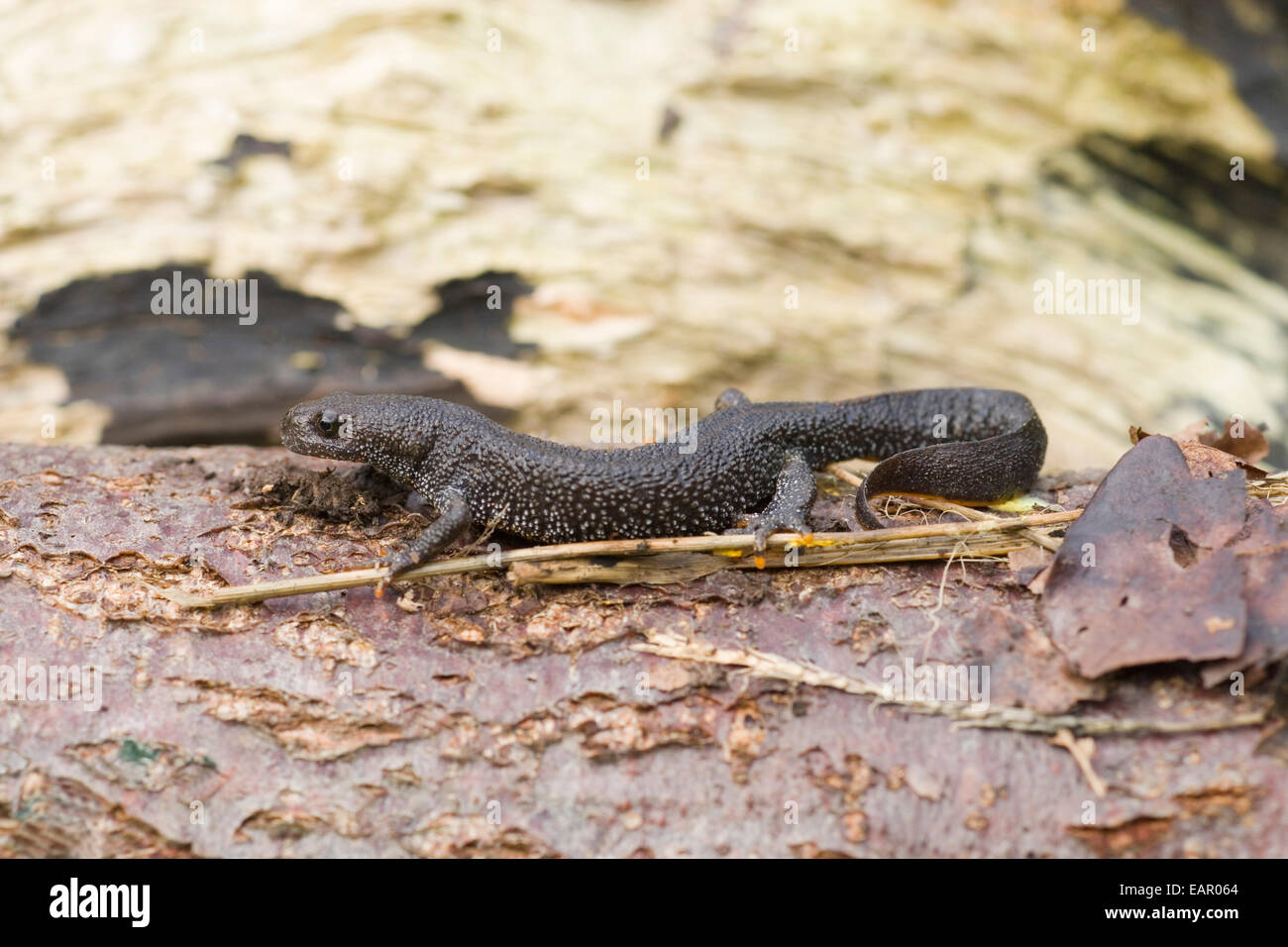 Great Crested Newt (Triturus cristatus). Adult female in terrestrial ...