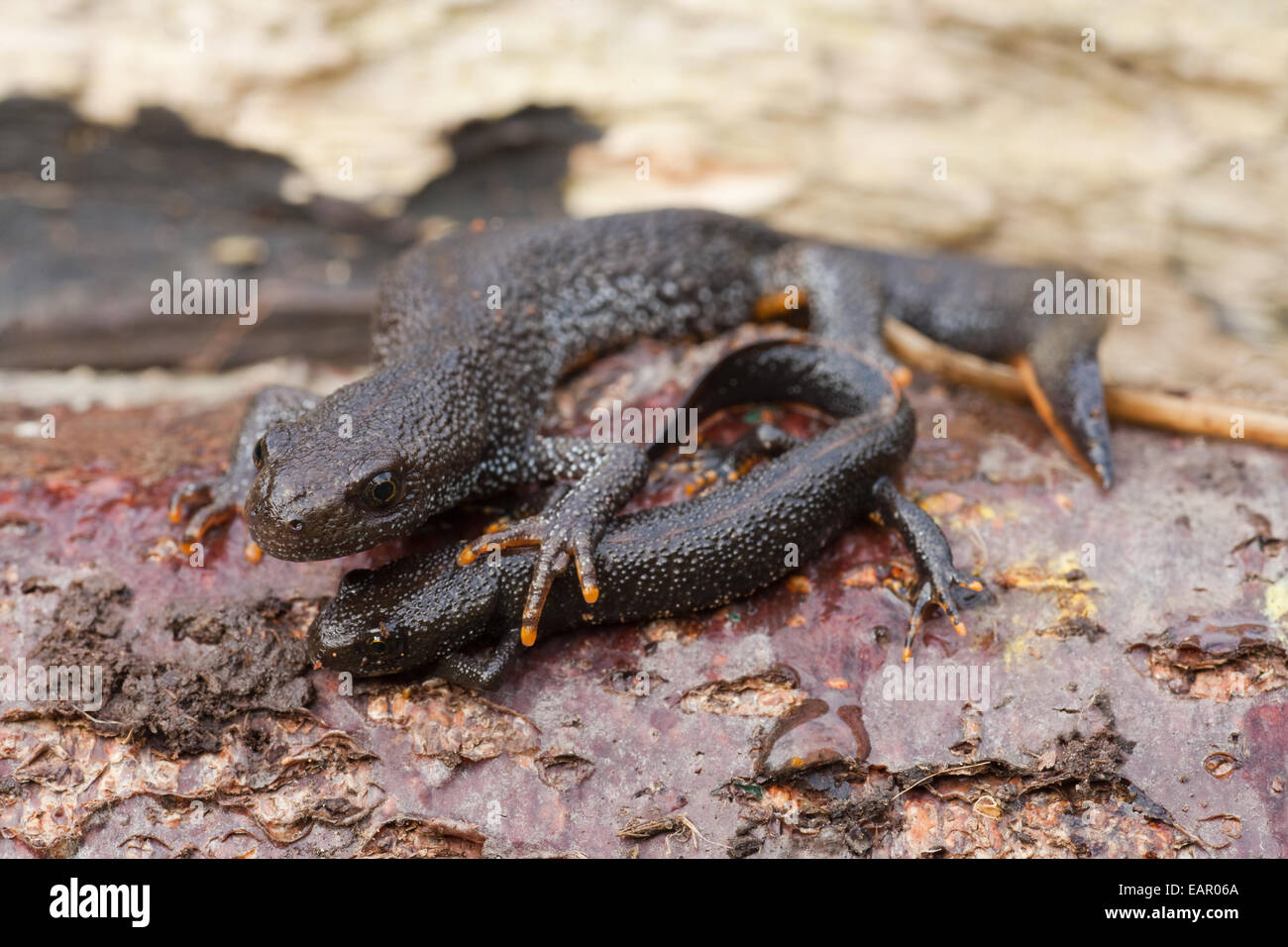Great Crested Newts (Triturus cristatus). Adult and immature from under ...