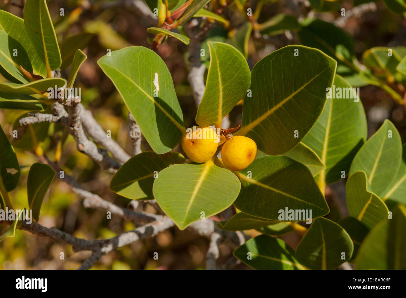 Ficus platypoda, Australian Rock Fig in Yardie Creek Gorge, Cape Range ...