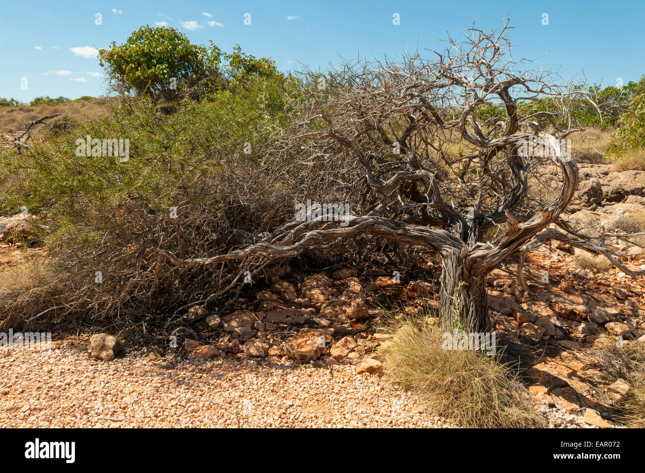 Twisted tree hi-res stock photography and images - Alamy