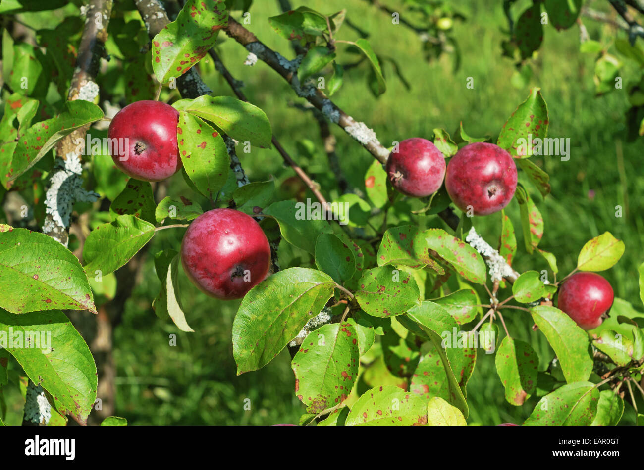 Apple tree branch Stock Photo - Alamy