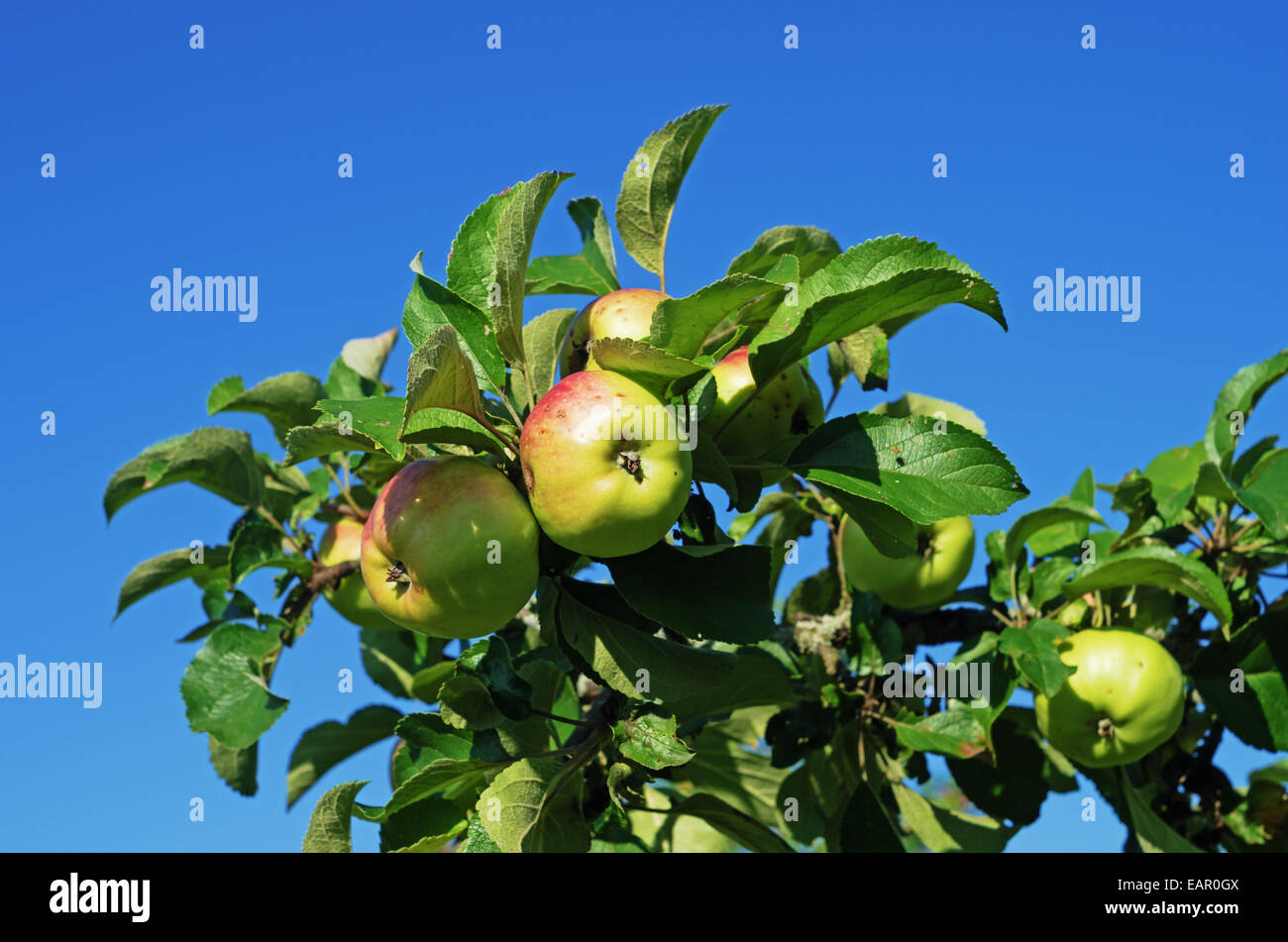 Apple tree branch Stock Photo - Alamy
