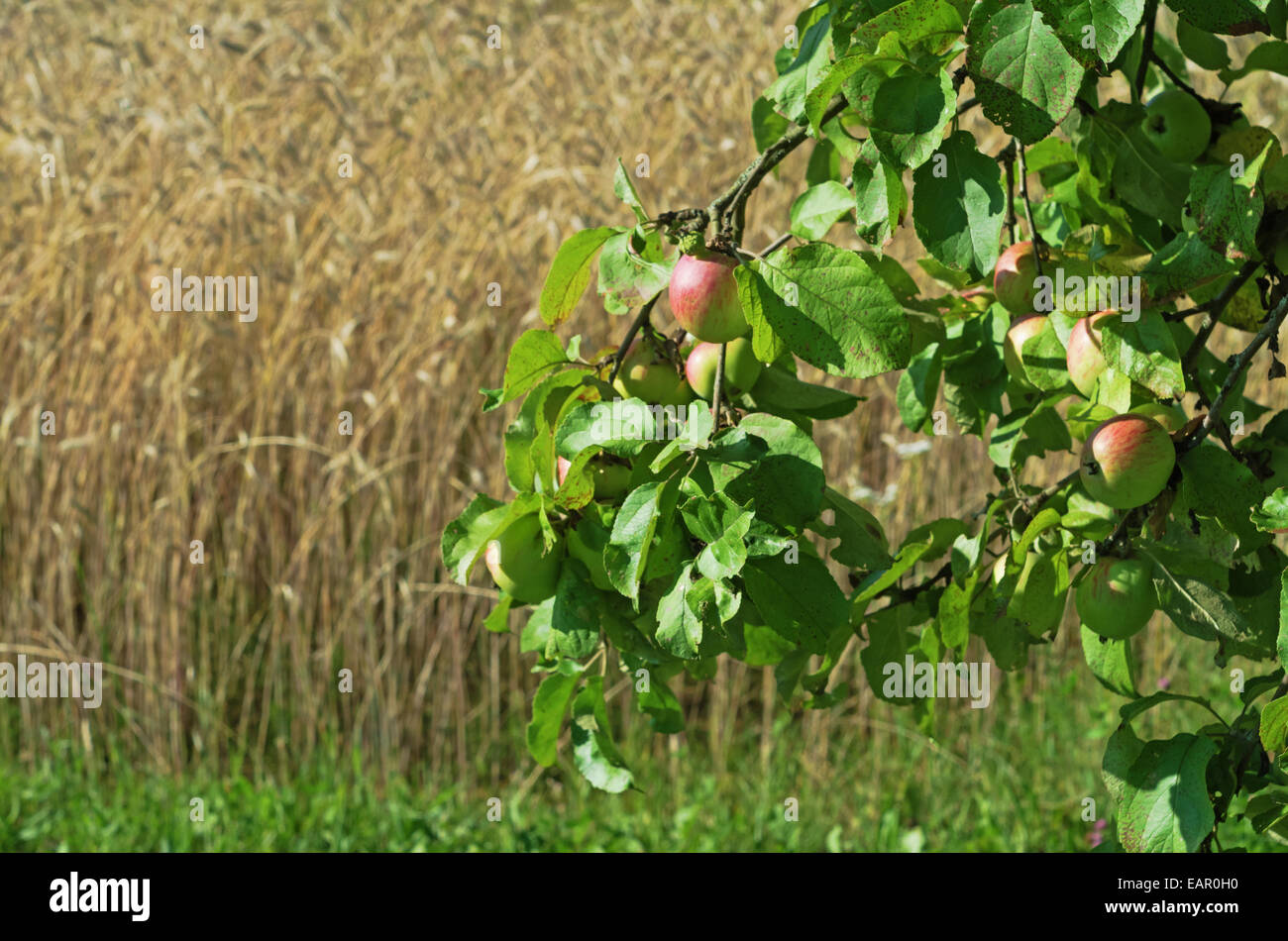Wheat field and apple tree Stock Photo - Alamy