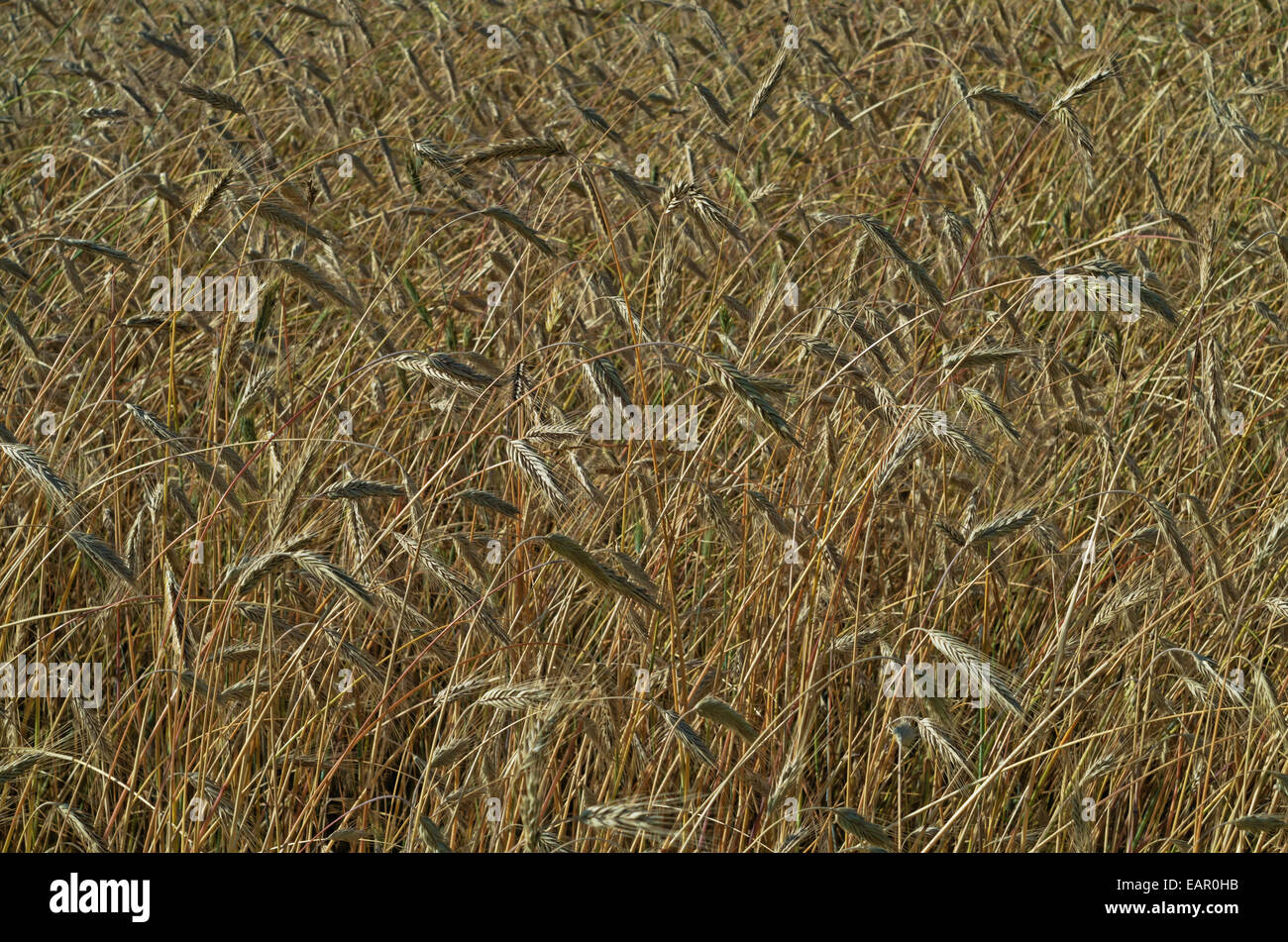 Wheat stem rust hi-res stock photography and images - Alamy