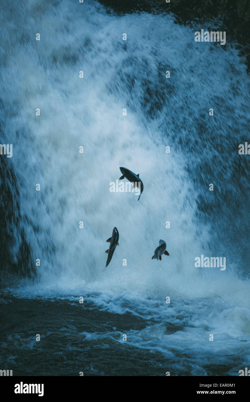 Salmon Spawning at Goldstream Park Stock Photo - Alamy