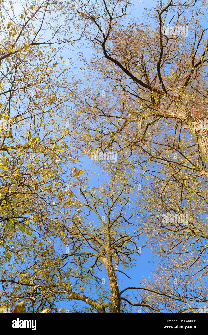 Treetops view hi-res stock photography and images - Alamy