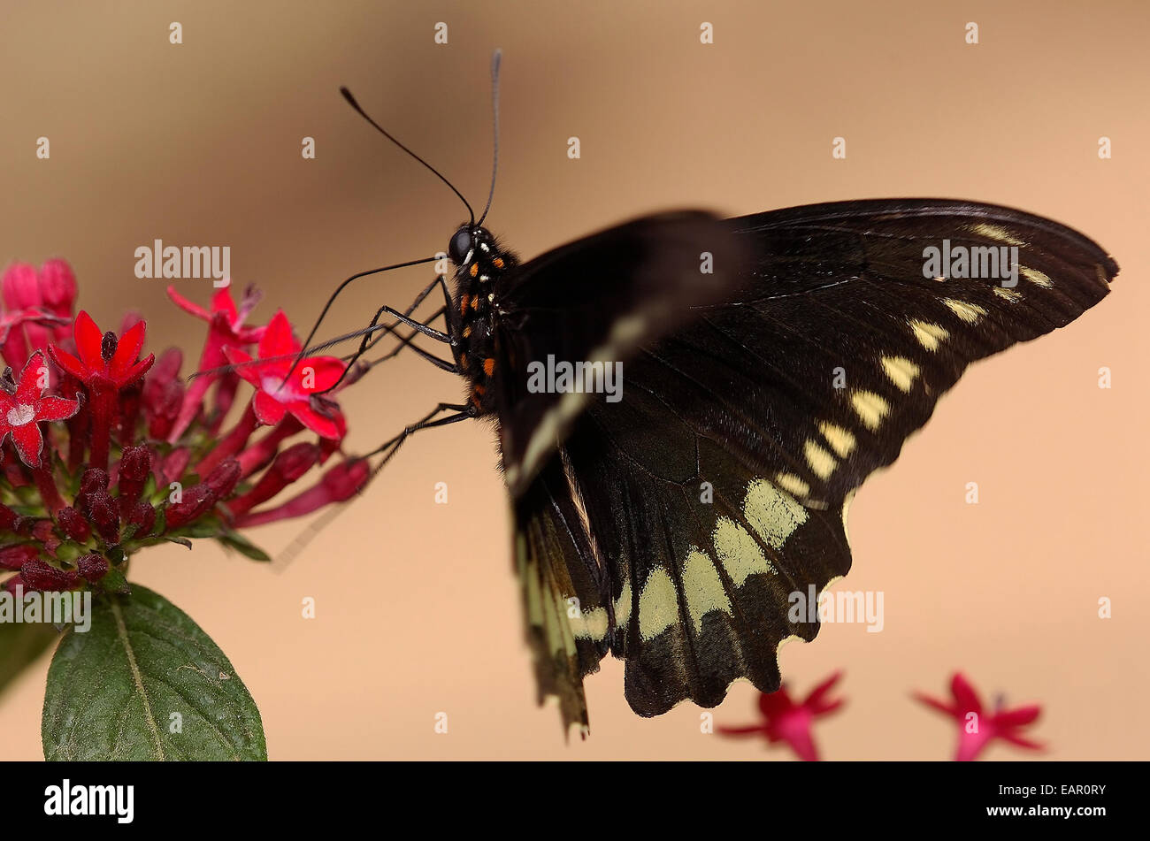 Polydamas Swallowtail, Battus polydamas, Southern California Stock ...
