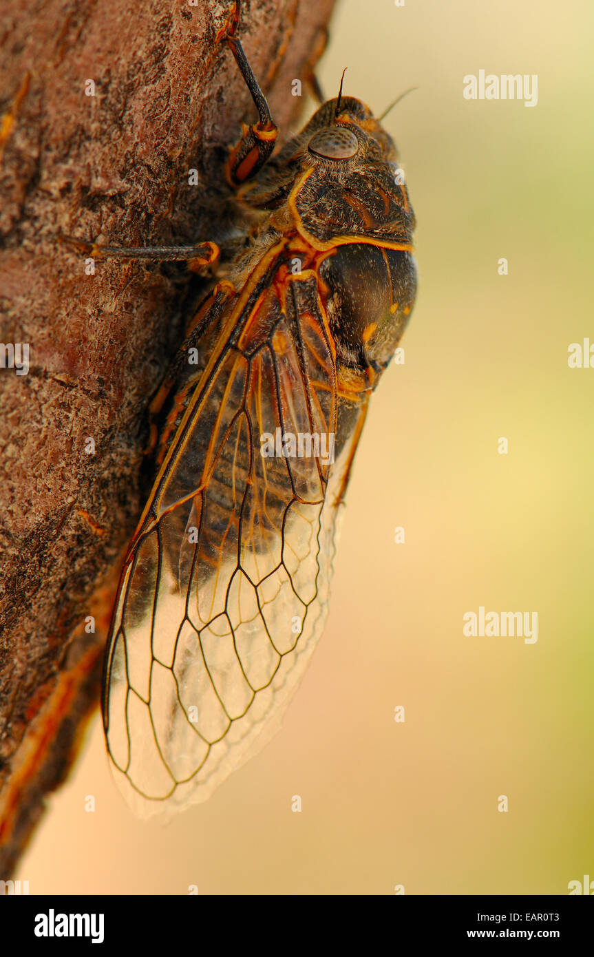 Apache Cicada, Diceroprocta apache, Abiquiu, New Mexico Stock Photo - Alamy
