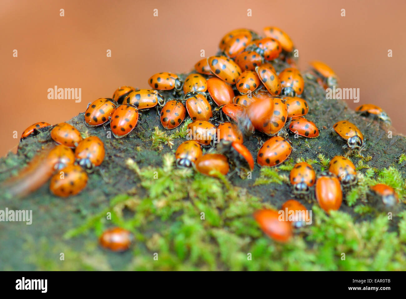 Ladybird beetles hibernating hi-res stock photography and images - Alamy