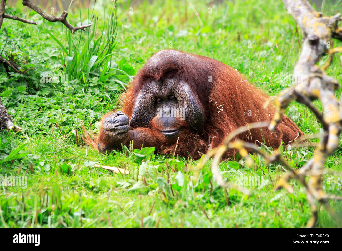 Male Bornean orangutan Stock Photo - Alamy