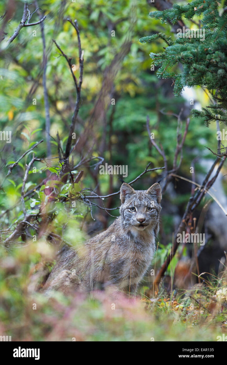 View Of A Wild Canada Lynx Sitting Beneath An Alder Tree In Denali ...