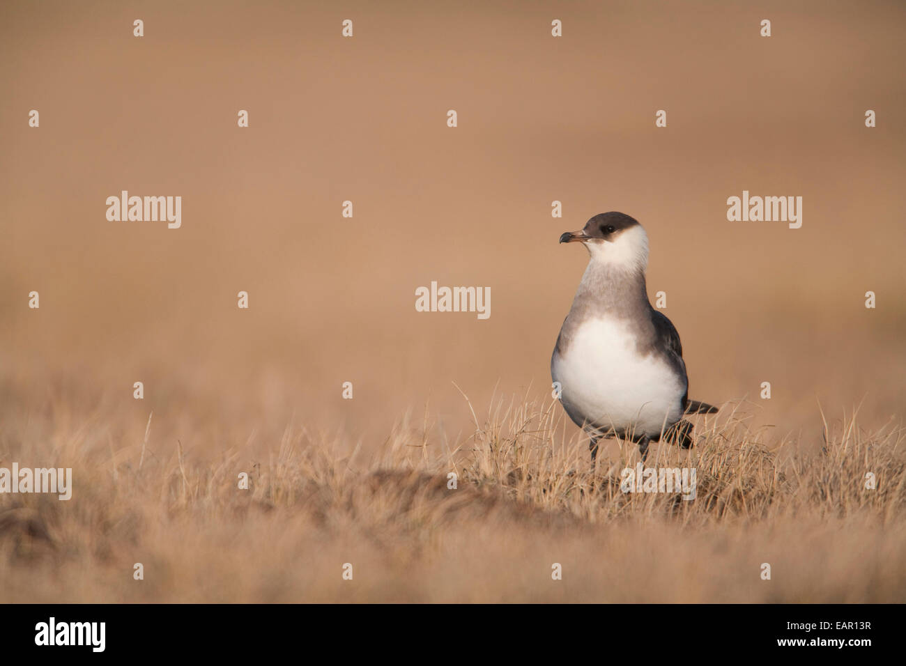 Wildlife and barrow alaska hi-res stock photography and images - Alamy
