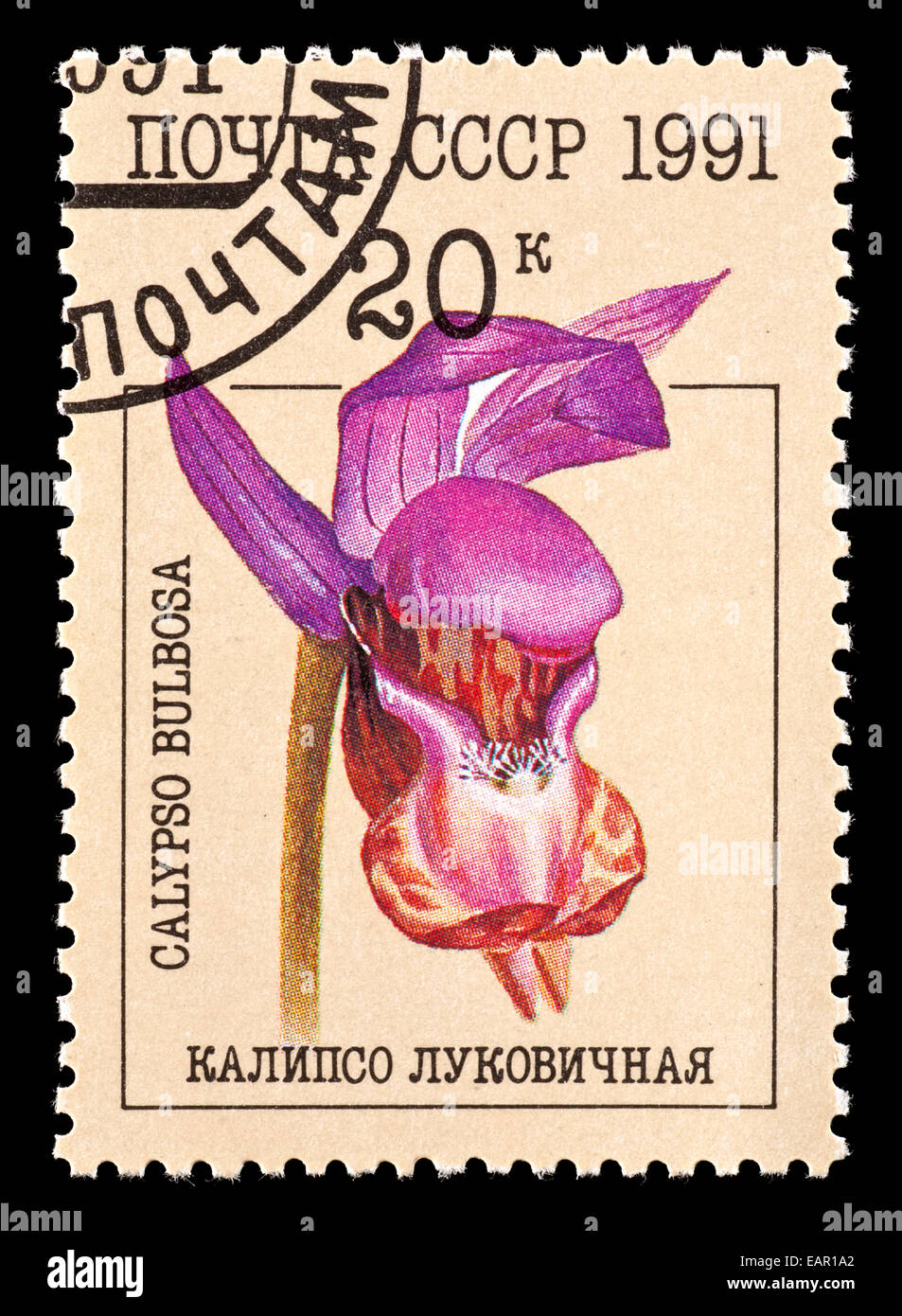 Postage stamp from the Soviet Union depicting a calypso orchid flower ...