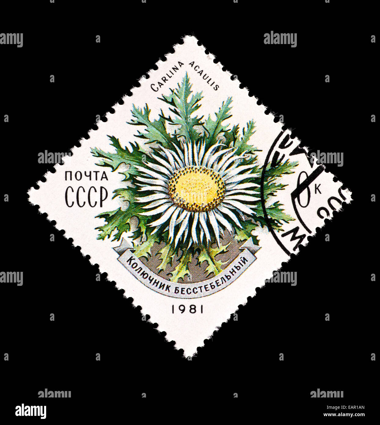 Postage stamp from the Soviet Union depicting stemless carline thistle ...