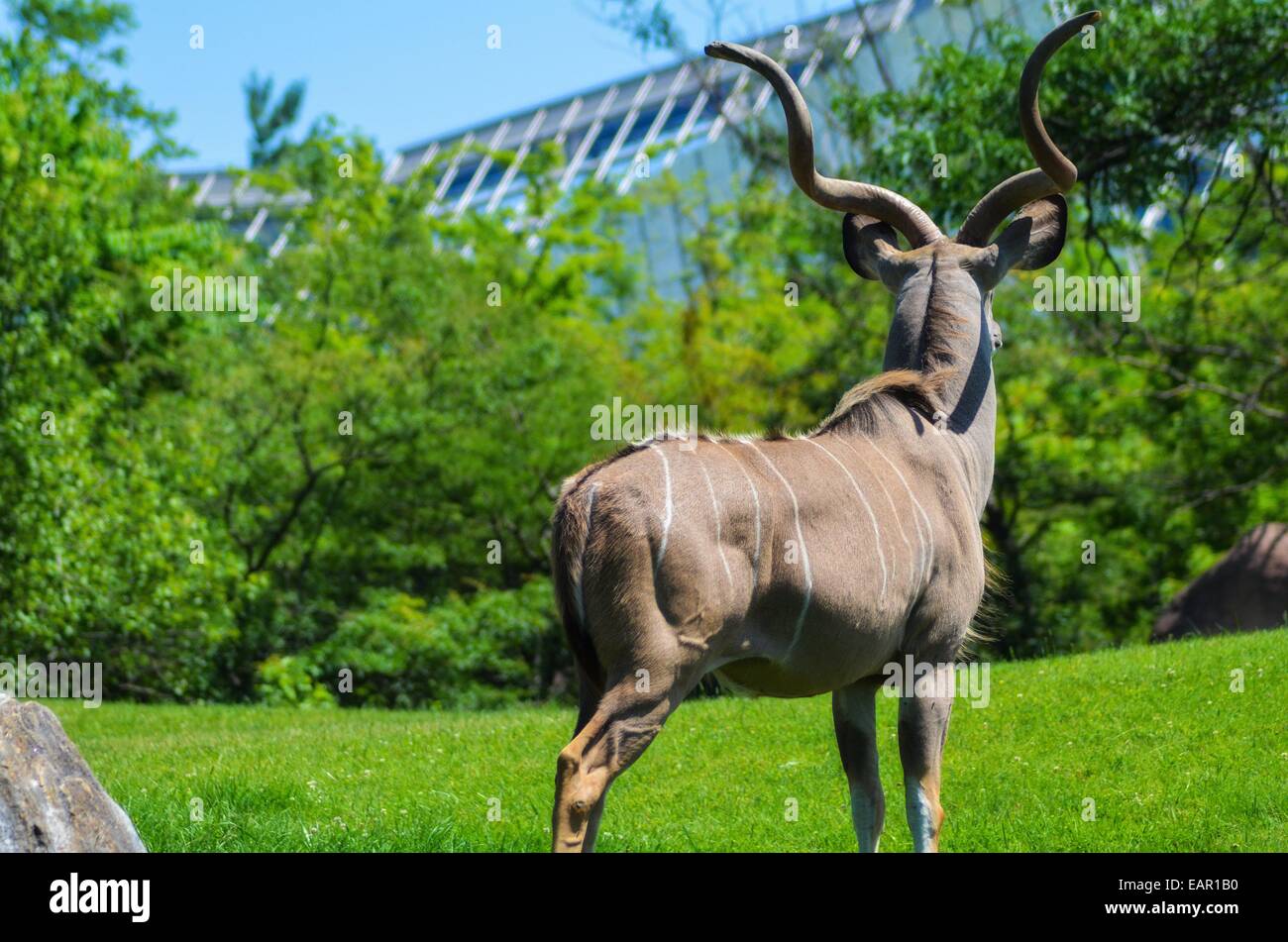 Greater Kudu in field Stock Photo - Alamy