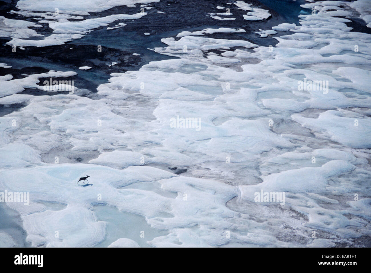 Aerial Of Single Caribou Running Across Ice On Ivishak River, Anwr ...