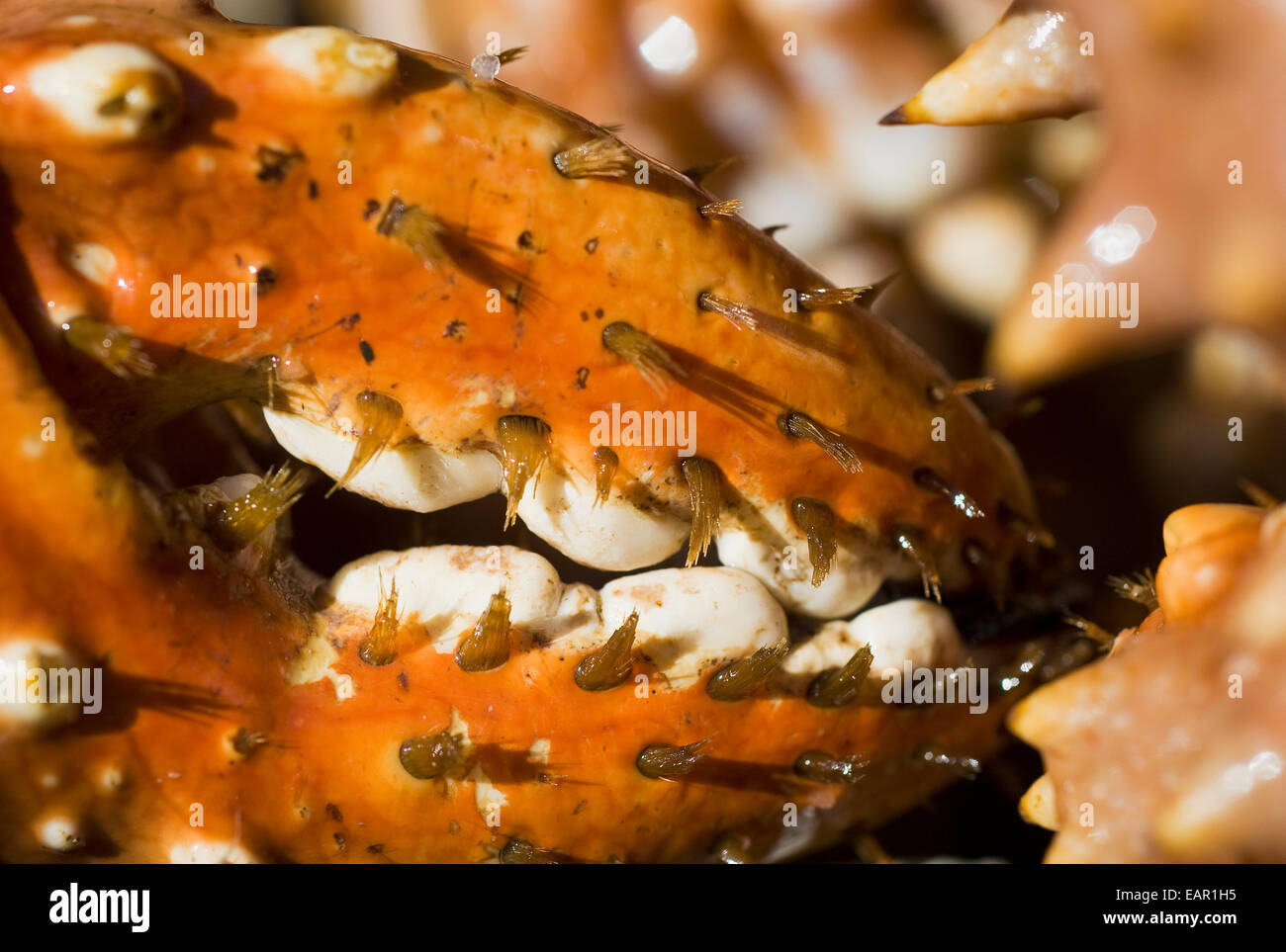 One claw crab hi-res stock photography and images - Alamy
