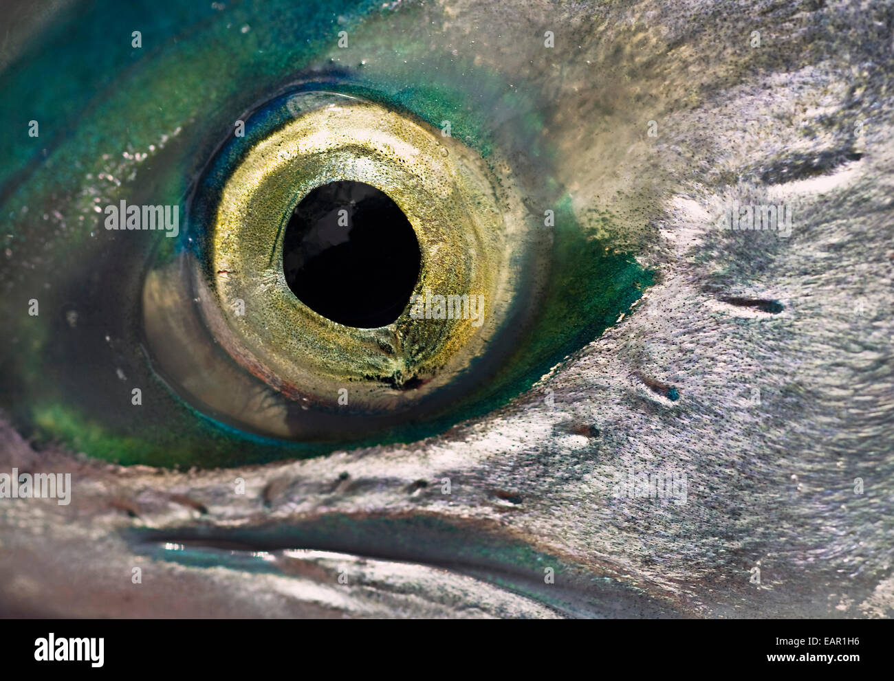 Macro Of The Eye Of An Sockeye Salmon, Southwest Alaska Stock Photo - Alamy