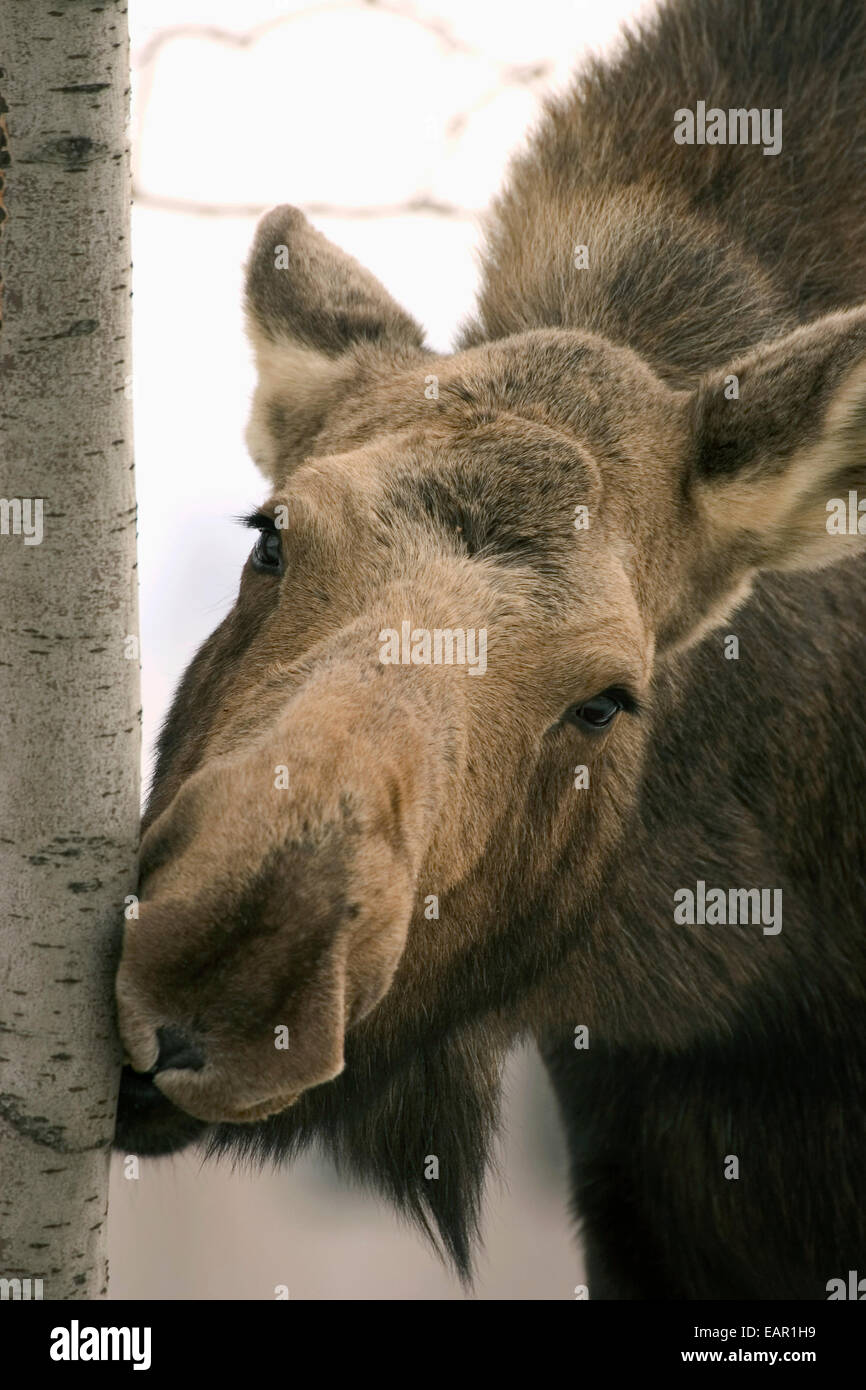 Close up moose eating bark hi-res stock photography and images - Alamy