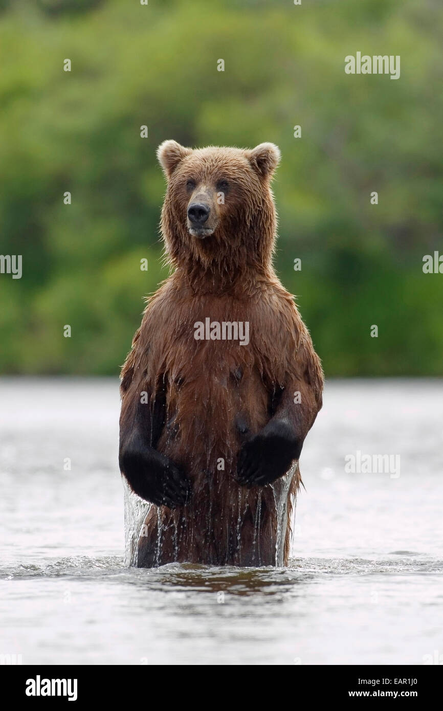 Brown Bear Sow Standing In River Fishing For Sockeye Salmon Katmai ...