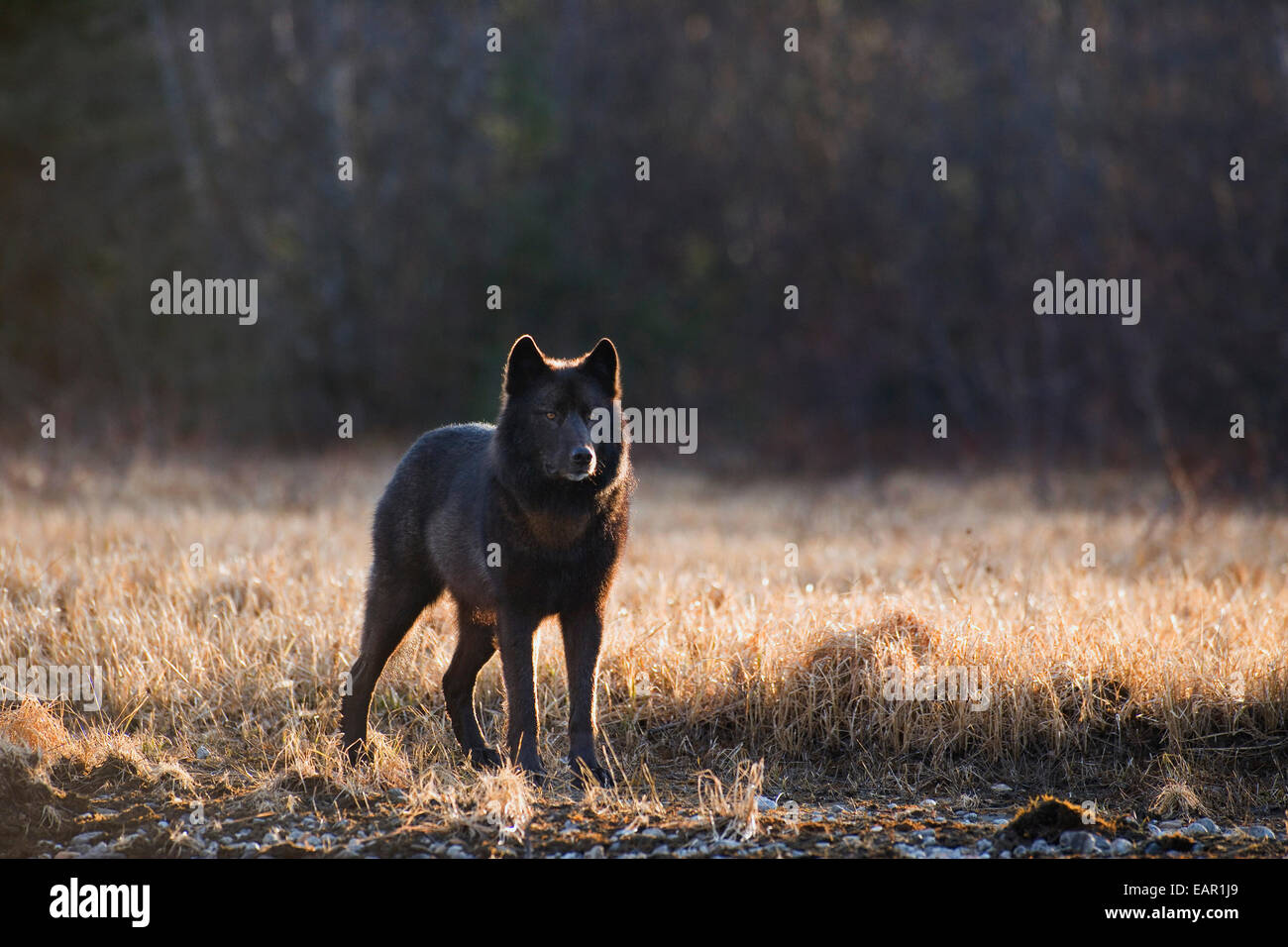 Archipelago Wolf In Black Color Phase Standing Alert In Grass Southeast ...