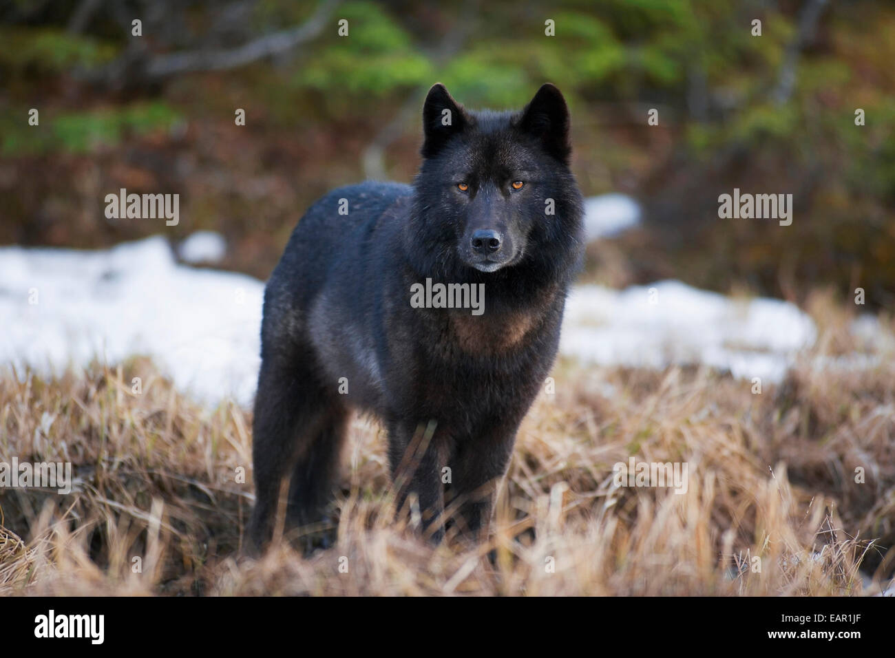 Black wolf standing in winter hi-res stock photography and images - Alamy