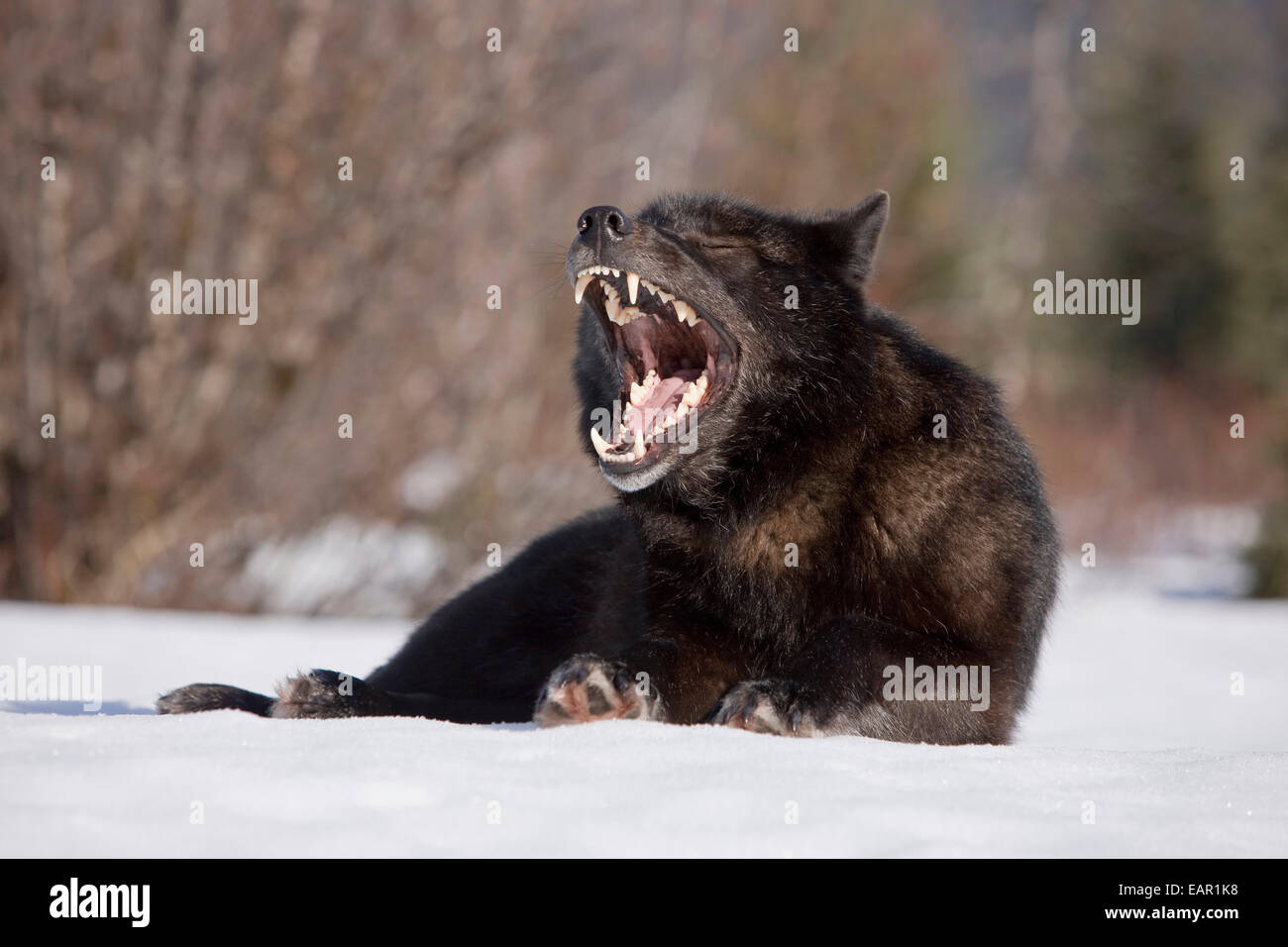 A Wolf In *Black Phase* Lays On Snowcovered Ground And Yawns After ...