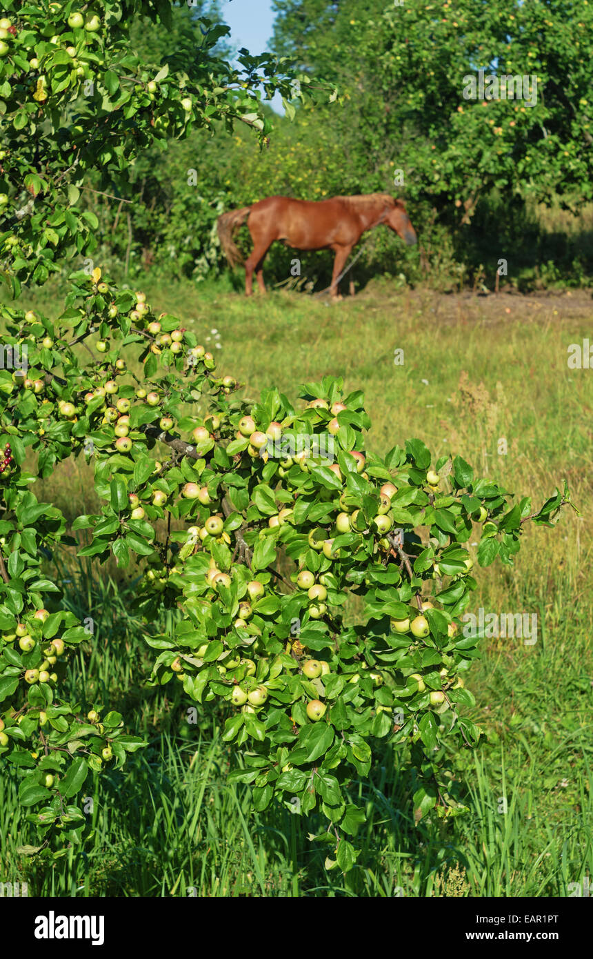 Column apple trees hi-res stock photography and images - Alamy