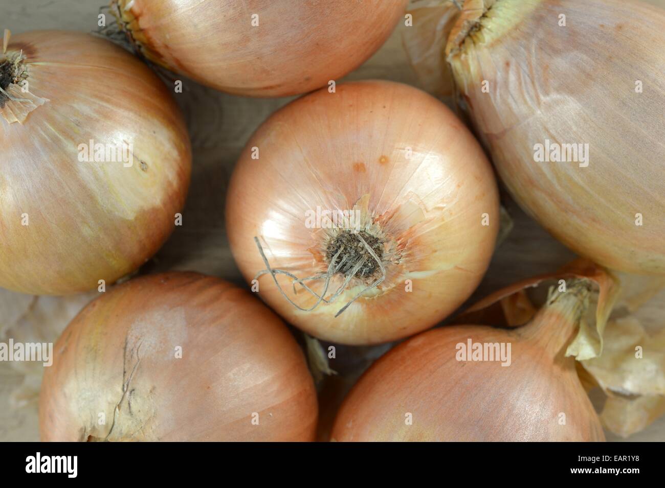 A close up shot of brown onions Stock Photo - Alamy