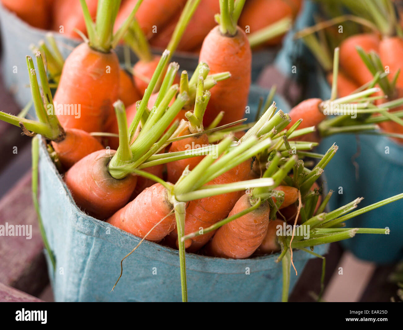 Basket of fresh carrots. A basket of freshly harvested carrots for sale ...