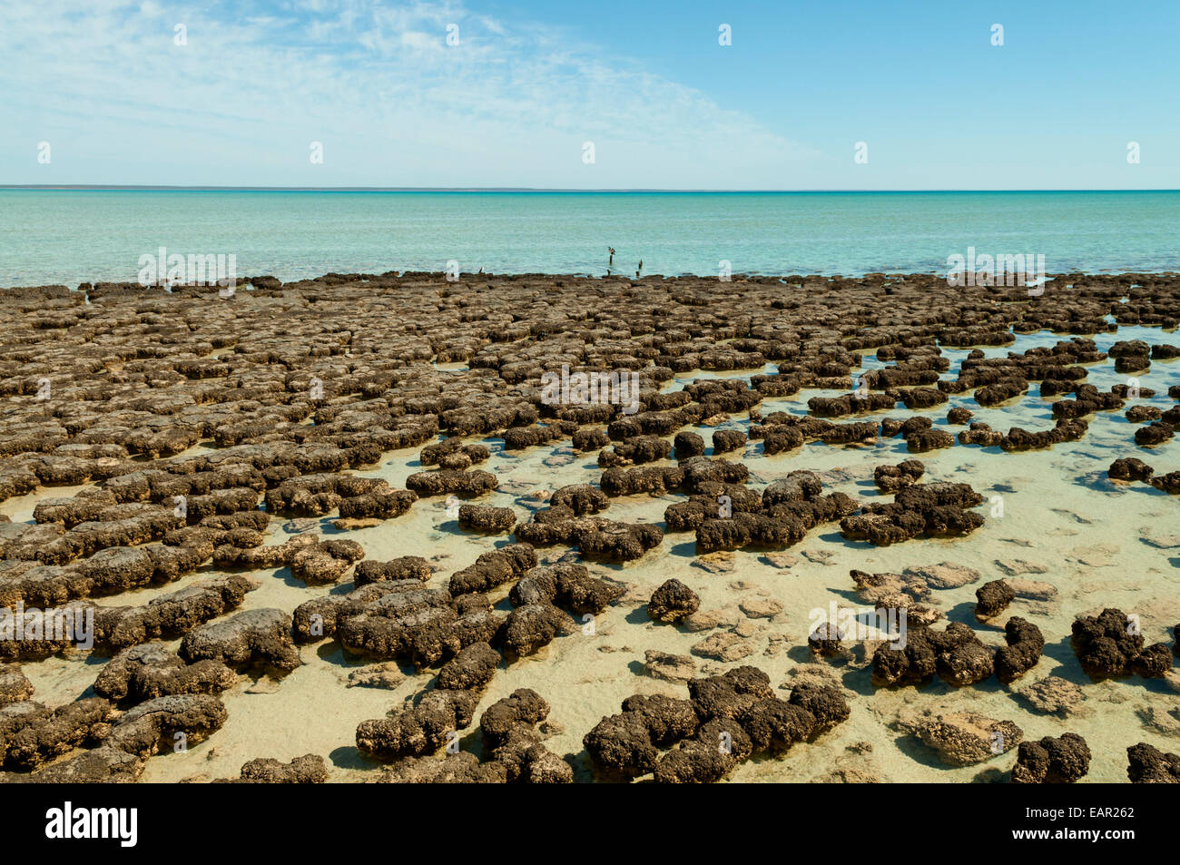 Stromatolites at Hamelin Bay, Shark Bay Marine Park, WA, Australia ...