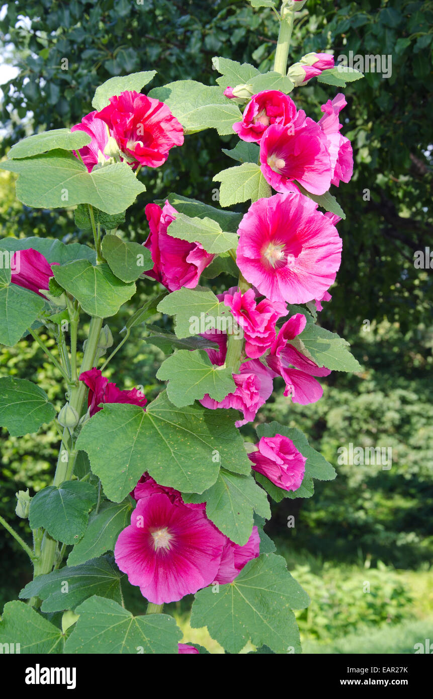 summer rose mallow beautiful blossoms in garden Stock Photo - Alamy