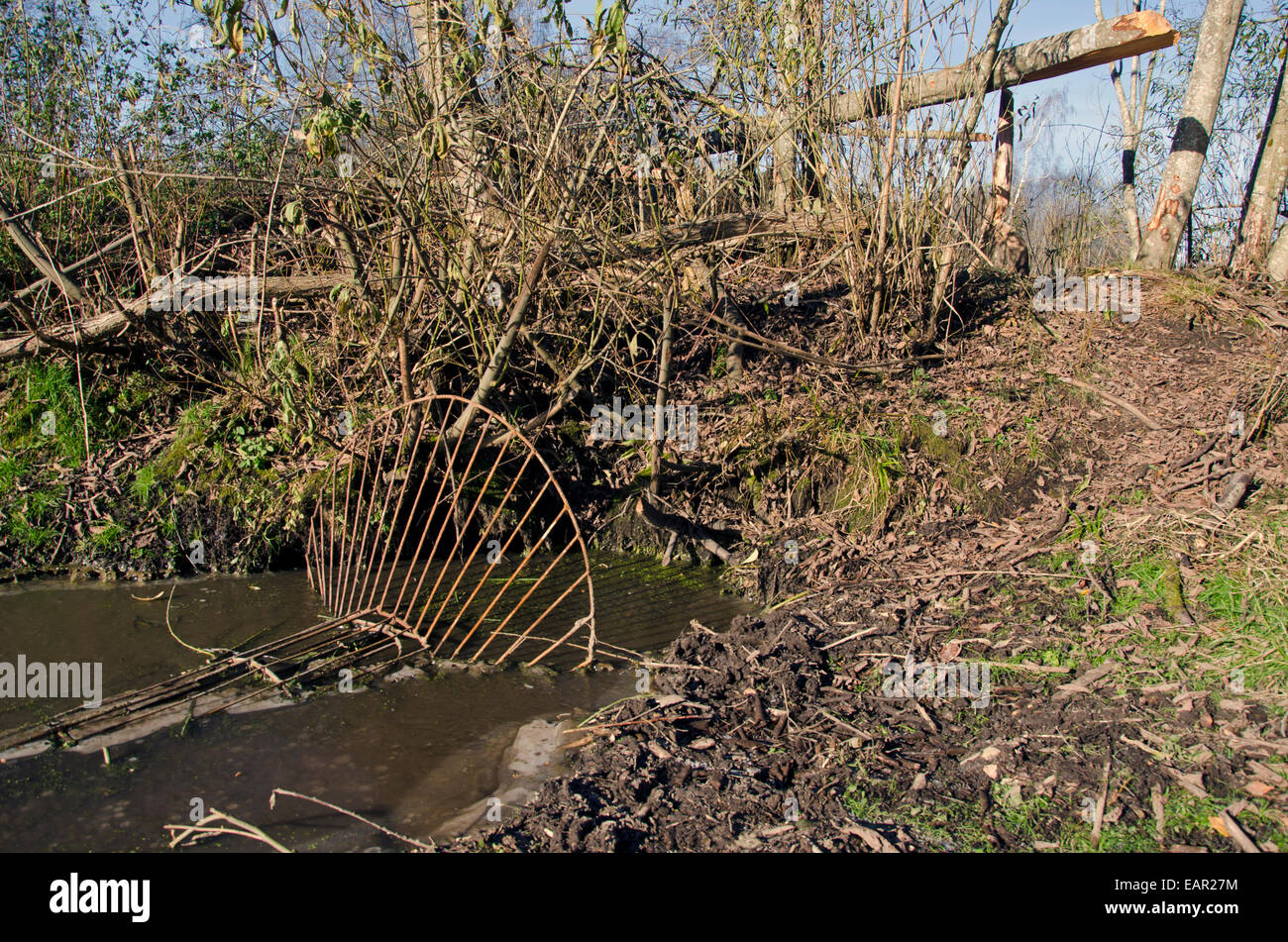 handmade poacher metal trap for european beaver in autumn river Stock ...