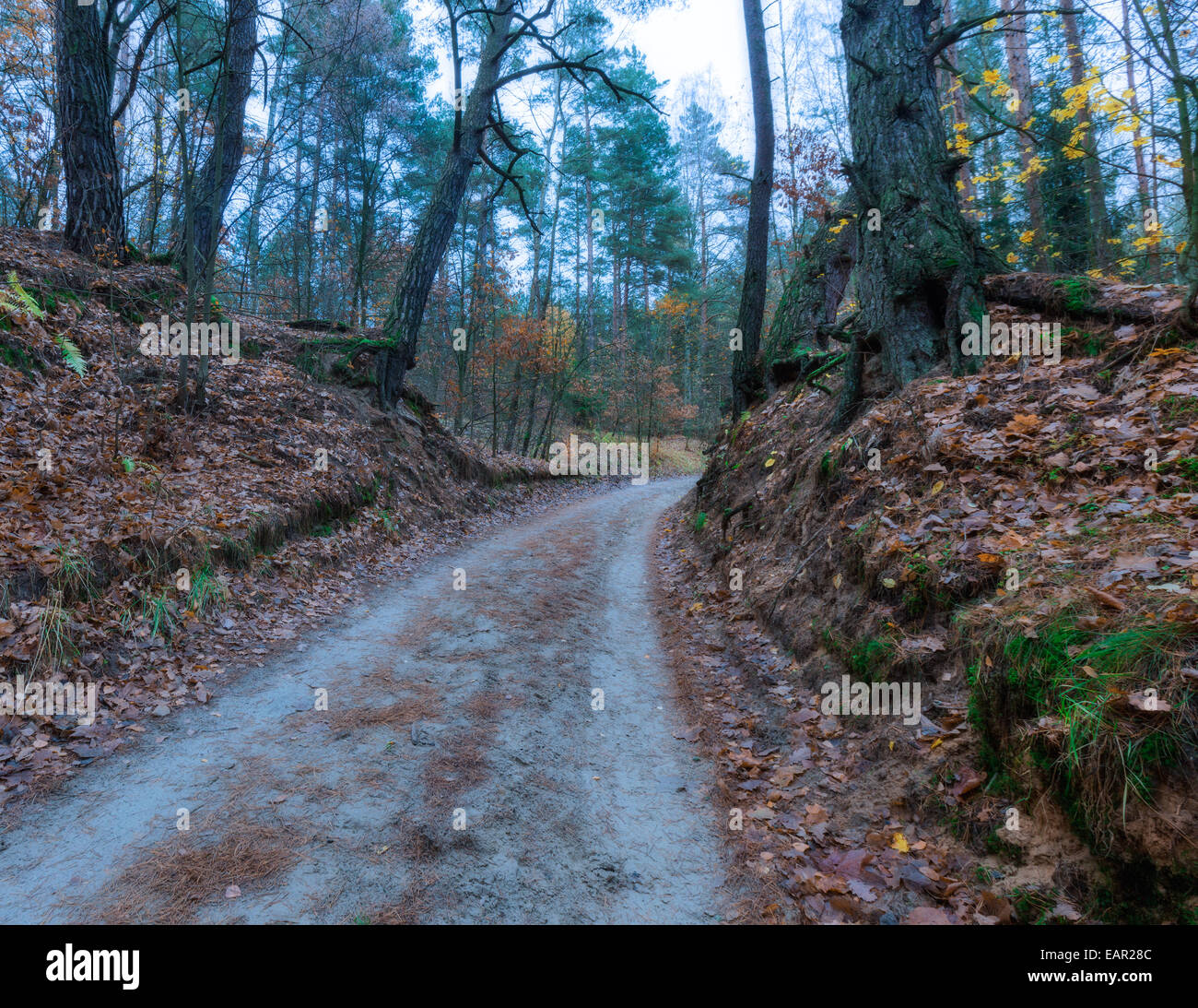 forest landscape with sandy road Stock Photo - Alamy