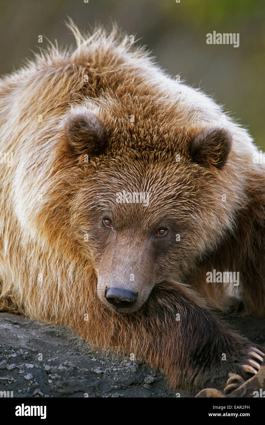 Bear laying down hi-res stock photography and images - Alamy