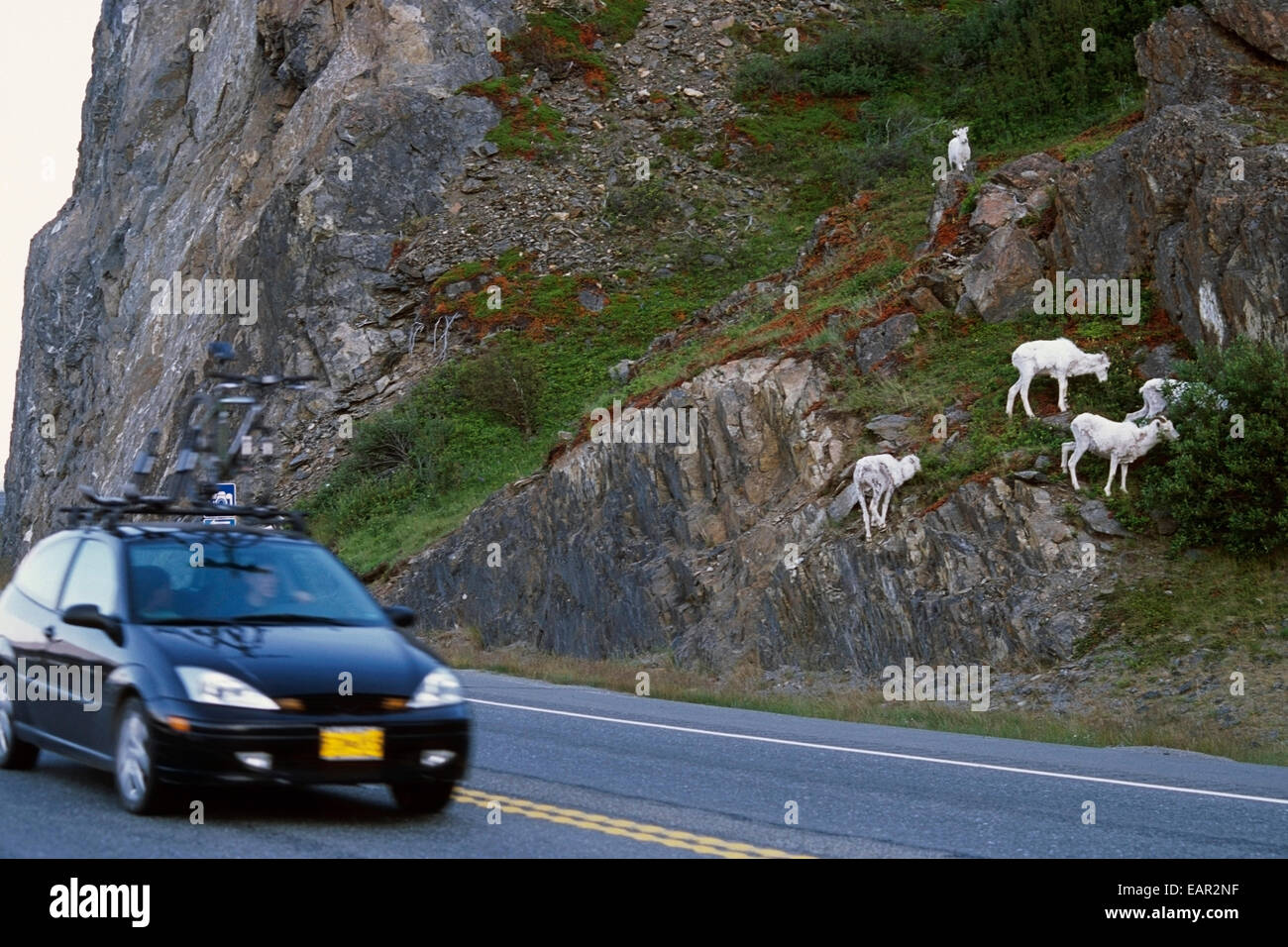 Sheep cars hi-res stock photography and images - Alamy
