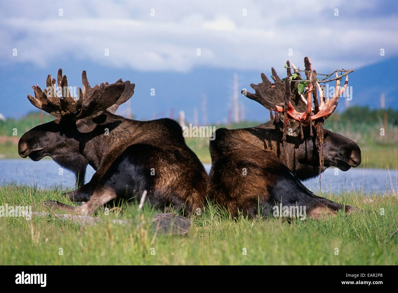 Two Captive Bull Moose Laying Next To Each Other At The Alaska Wildlife ...