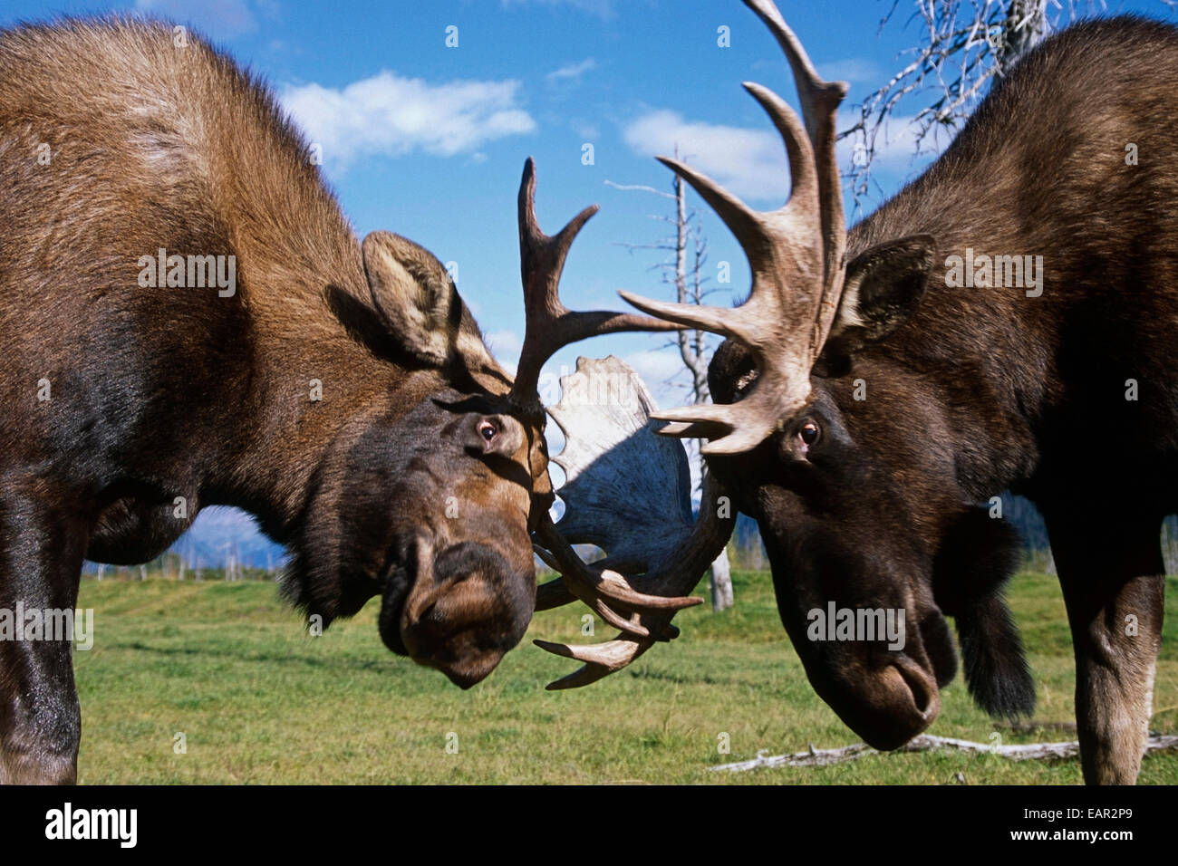 Two Captive Bull Moose Sparring With Each Other At The Alaska Wildlife ...