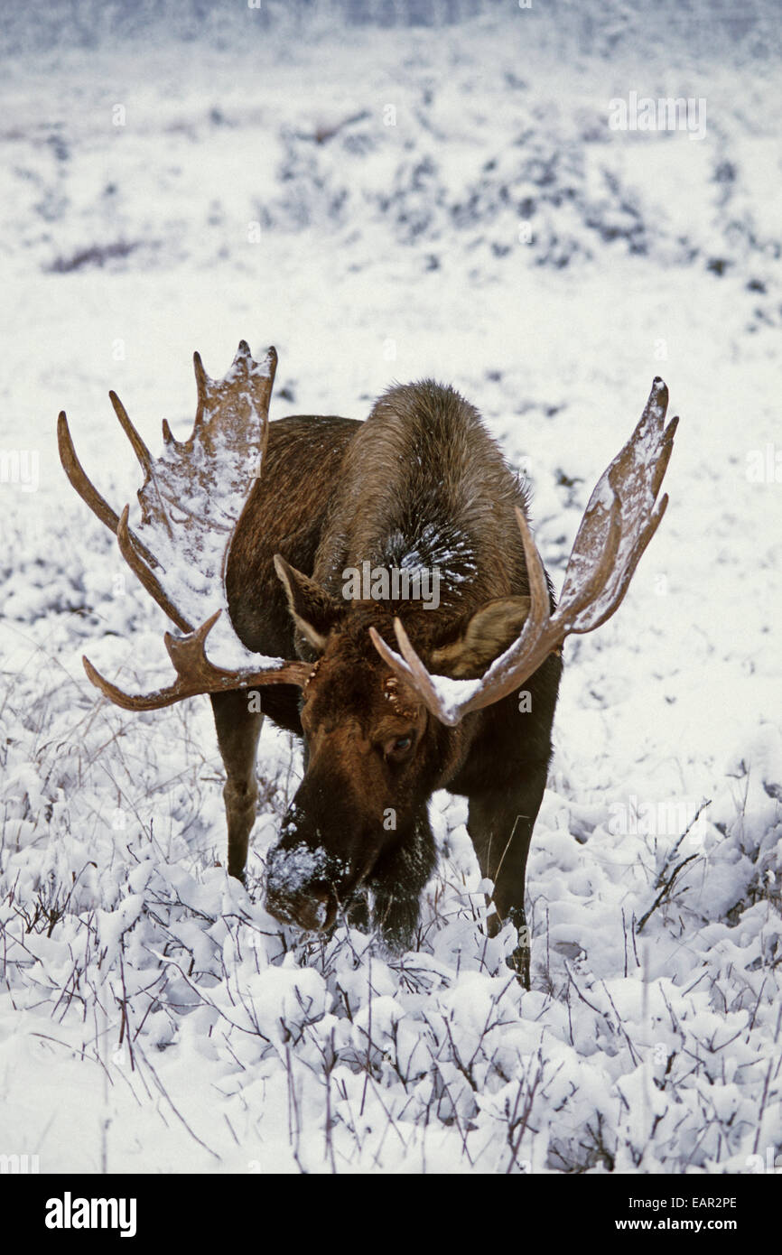 Bull Moose Foraging For Food In The Snow At Kincaid Park In Anchorage ...