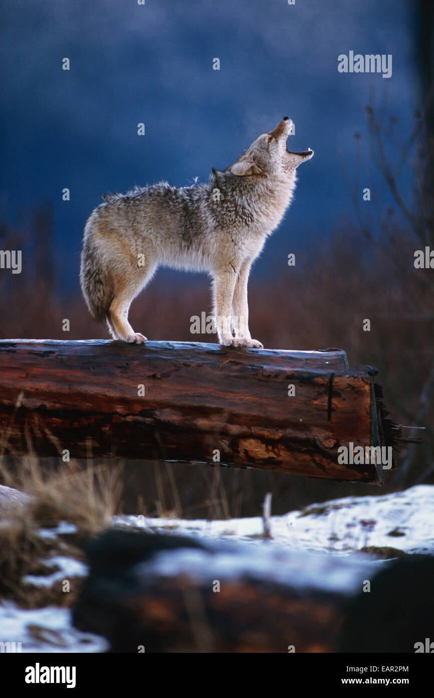Coyote pics hi-res stock photography and images - Alamy