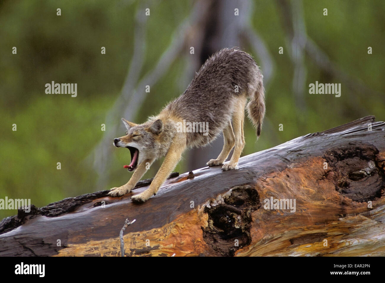 Captive Coyote Yawning And Stretching On A Fallen Tree At Alaska ...