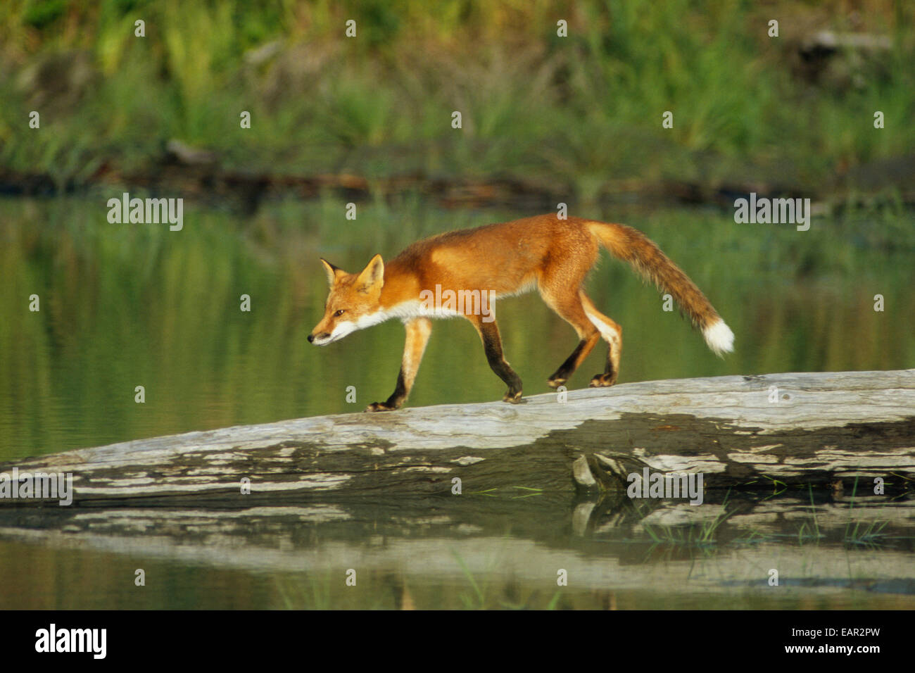 Red Fox Walks On Log In Pond Sc Ak Captive Summer Stock Photo - Alamy