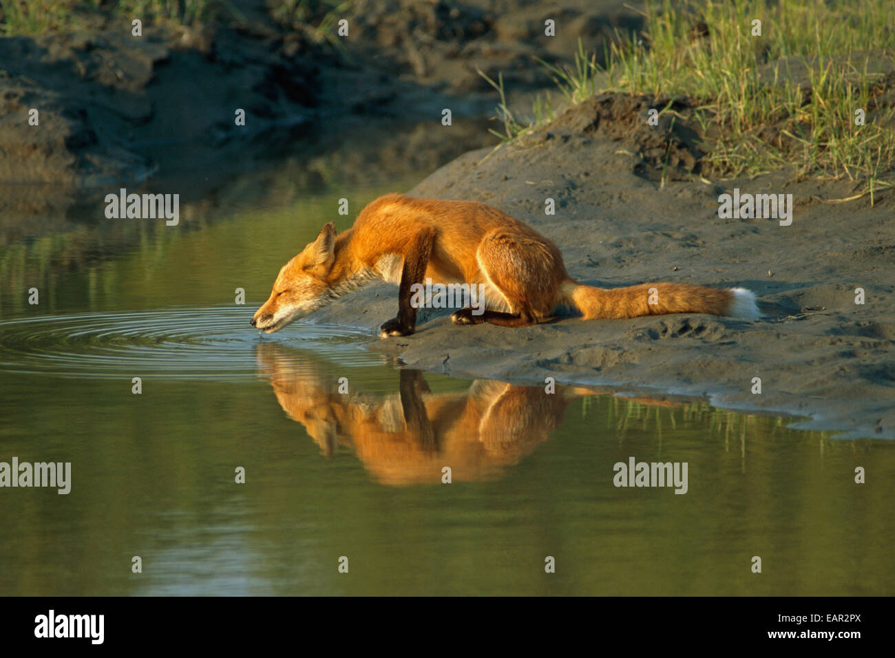 Beautiful fox drinking water from hi-res stock photography and images ...