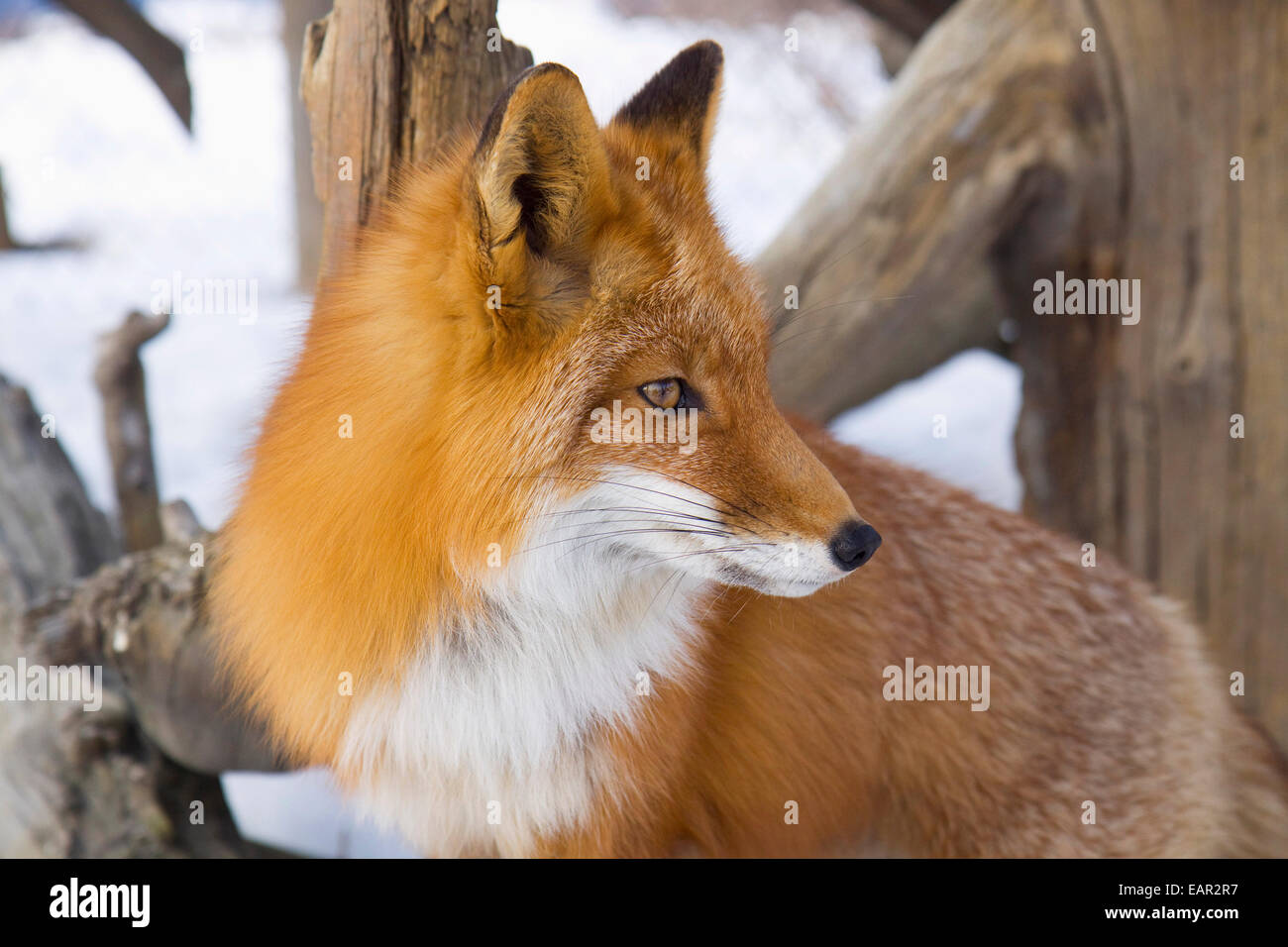 Portrait Of Adult Red Fox, Alaska Wildlife Conservation Center ...